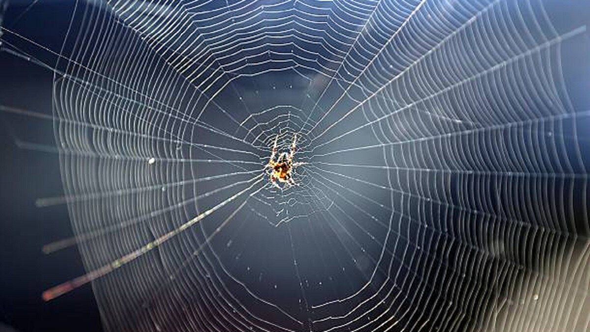 अशुभ है घर में मकड़ी का जाला, हमेशा रहती है पैसों की तंगी - Spider web ...