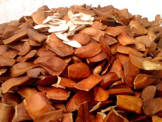 शुगर बादाम के बारे में सुना है कभी? - What is sugar almond or sky fruit ...