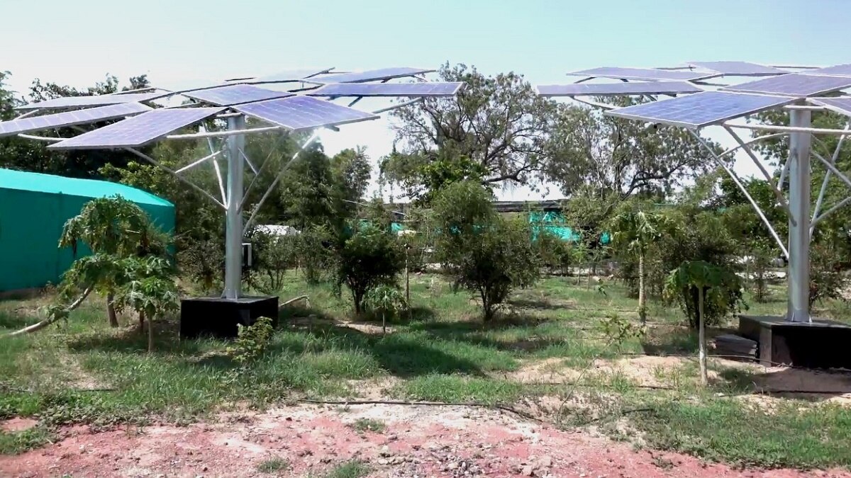 इस राज्य में खेतों में लगाए गए सोलर ट्री, किसानों को होंगे फायदे ही ...
