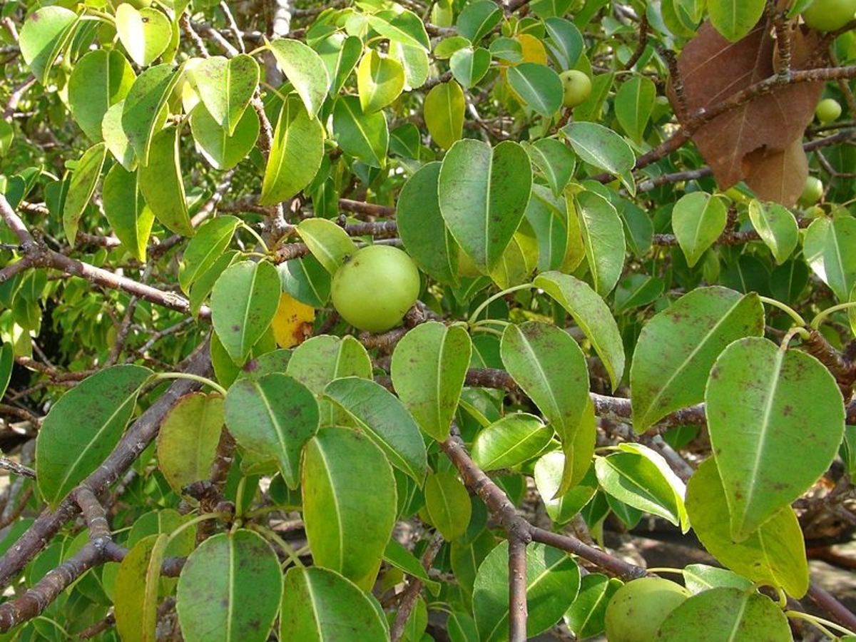 ये है दुनिया का सबसे जहरीला पेड़! - This is the most poisonous tree in ...