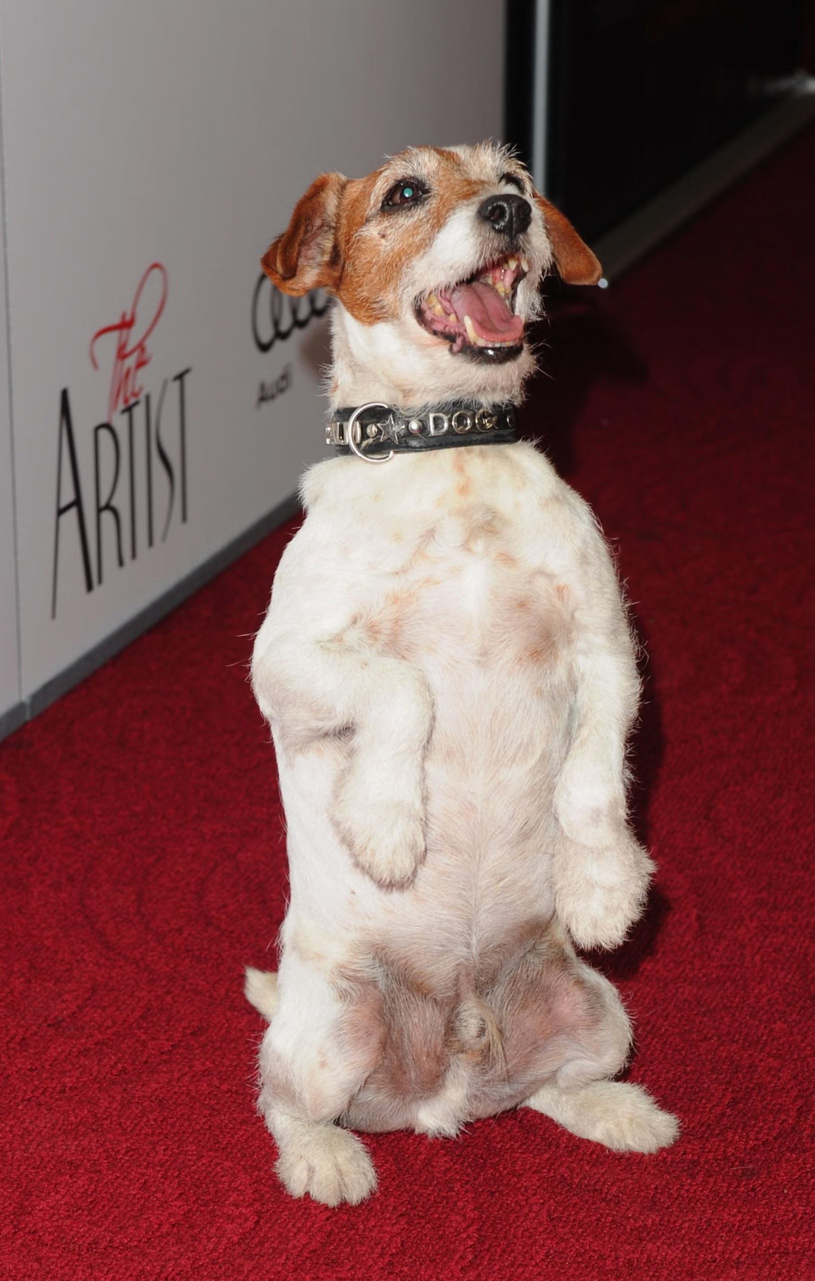 Best Dog Actors in Movies