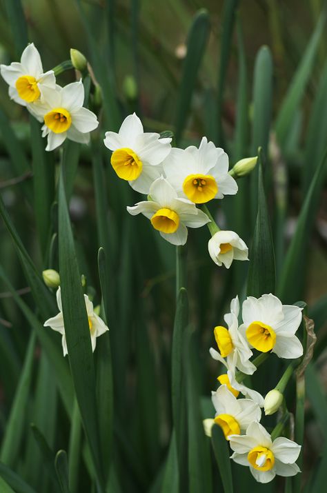 क्या हैं नरगिस के फूल, खेती के बारे में जानिए - Have you ever ...