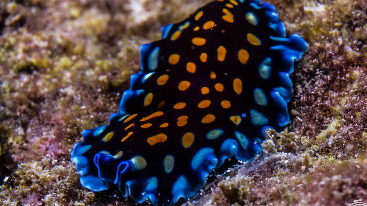 Bloodless Creatures: Animals that don't have blood