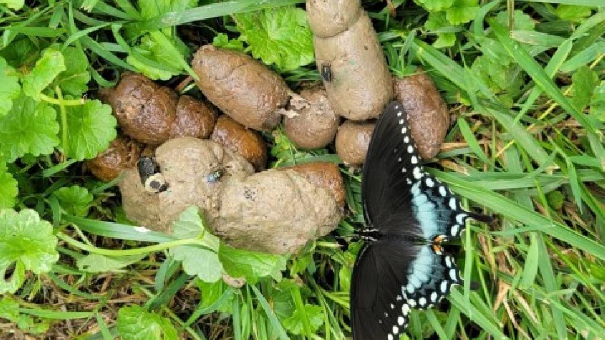 Animals that eat poop to look beautiful