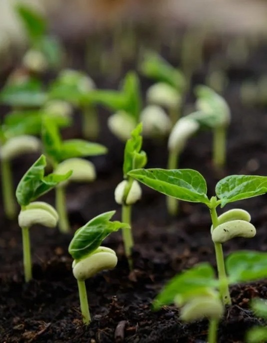 Tips and Tricks to Grow Plants Faster at Home