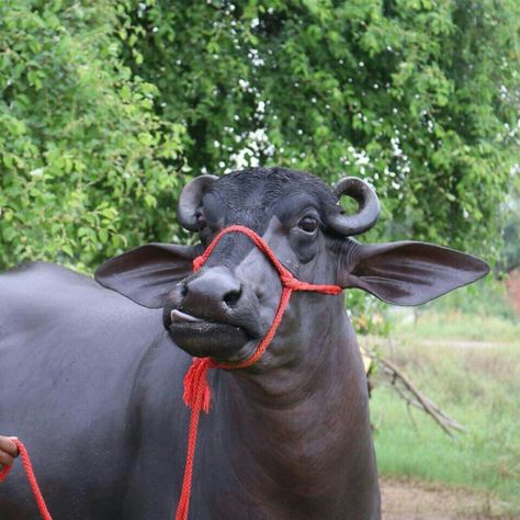 गुजरात की शान ये भैंस है एक दम खास! - How much do you know surti ...