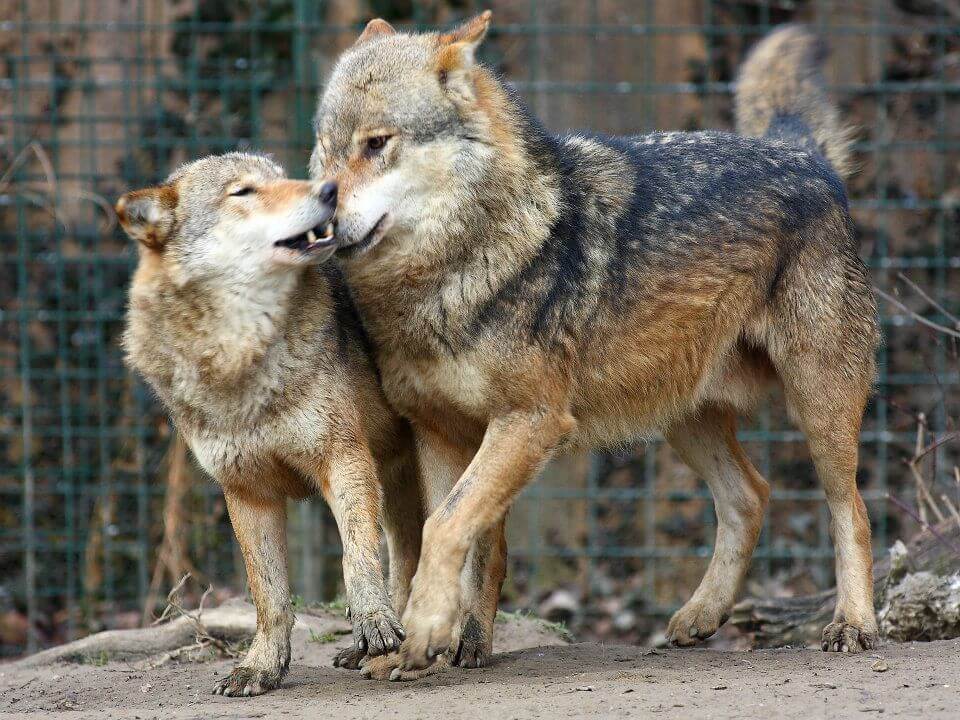 Animals That Represent Loyalty