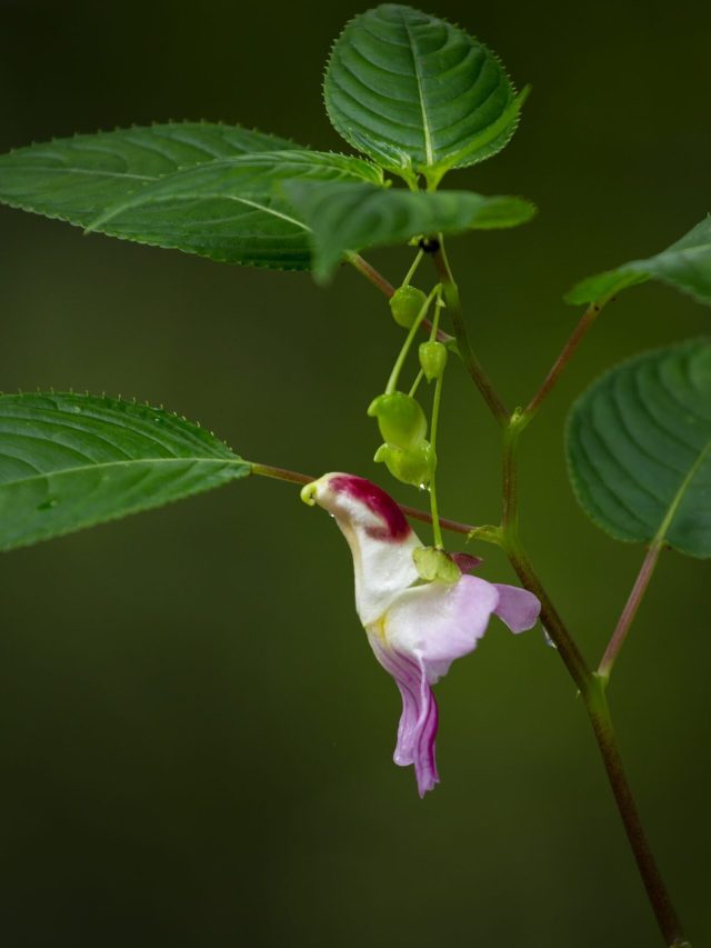 5 Plants That Look Like Animals