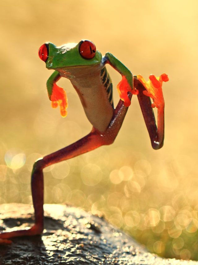 Animals That Lay Eggs