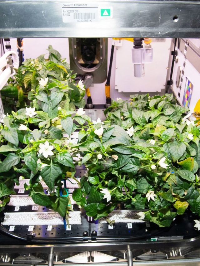 Can Any Plants Be Grown In Space?