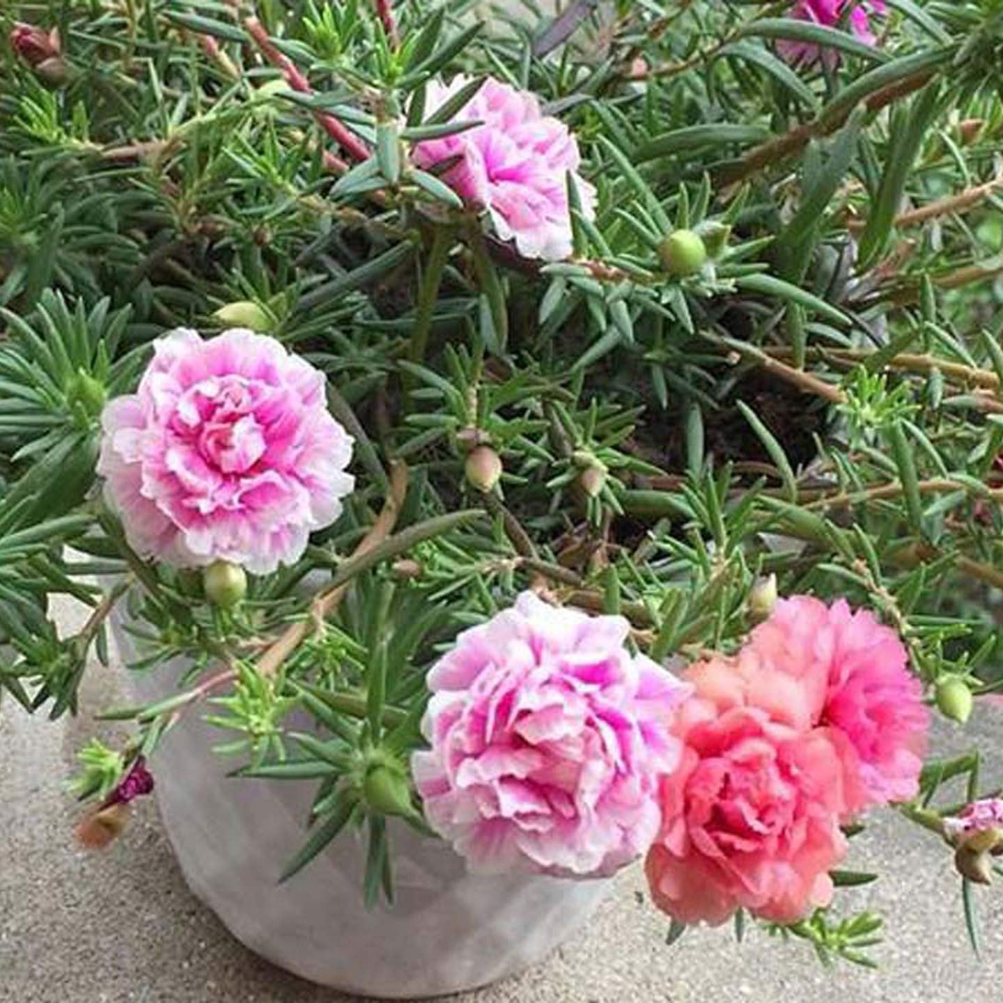 बीमारी भगाने वाले बजिया फूल को उगाने के टिप्स जानें - Know the tips for ...