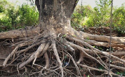 Banyan Tree Root System