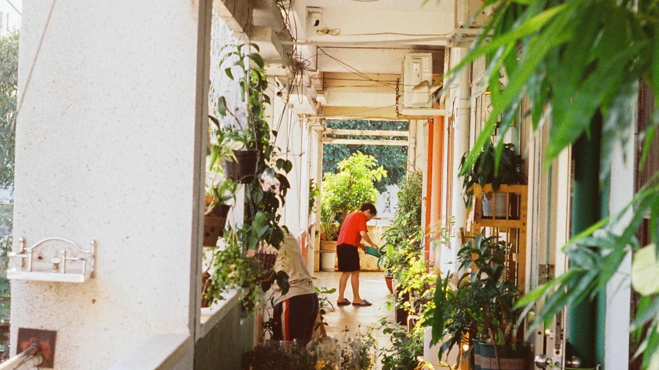 7 easy-to-maintain plants for balcony