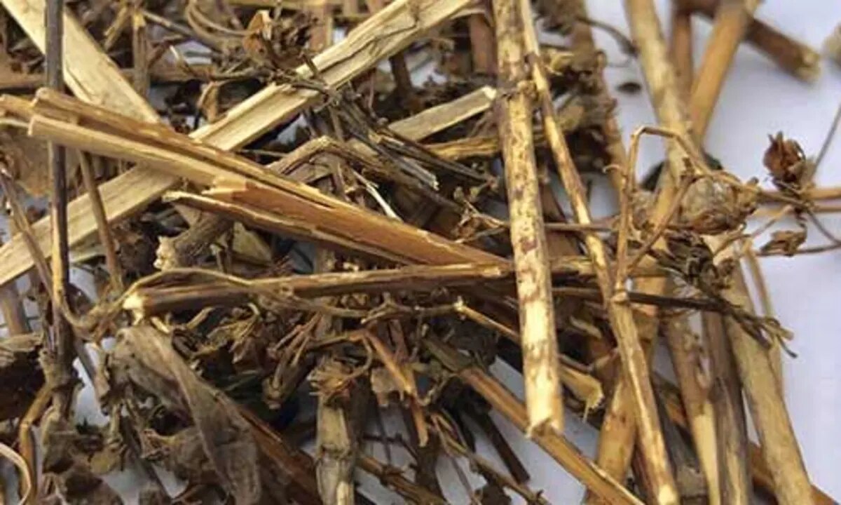 क्या है चिरायता, जो कई रोगों को करता है दूर - What is chirata how much ...