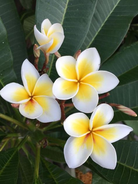 पूजा-पाठ नहीं अब चंपा के हेल्दी बेनेफिट्स को जानिए! - Not worship now ...