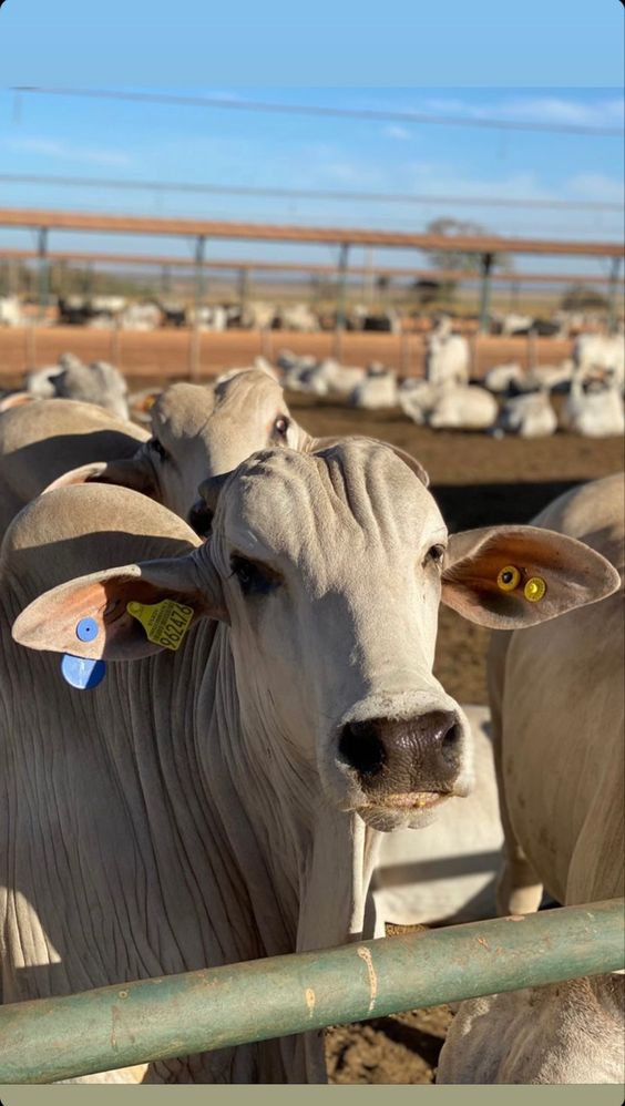 ये गाय फेमस है बढ़िया मुनाफा देने के लिए, जानें खासियत - Cow of mewati ...