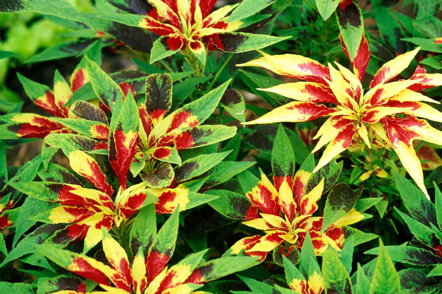 Plants With Multi Colored Leaves