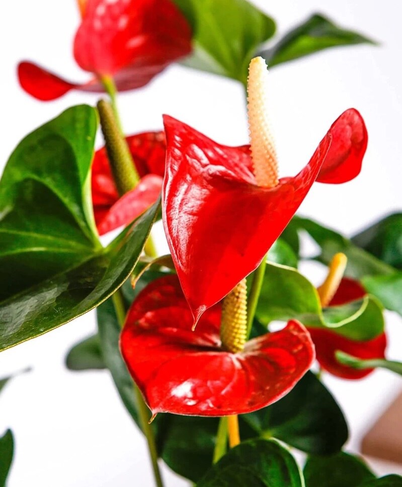 Fascinating Facts About the Anthurium Plant You Probably Didn't Know