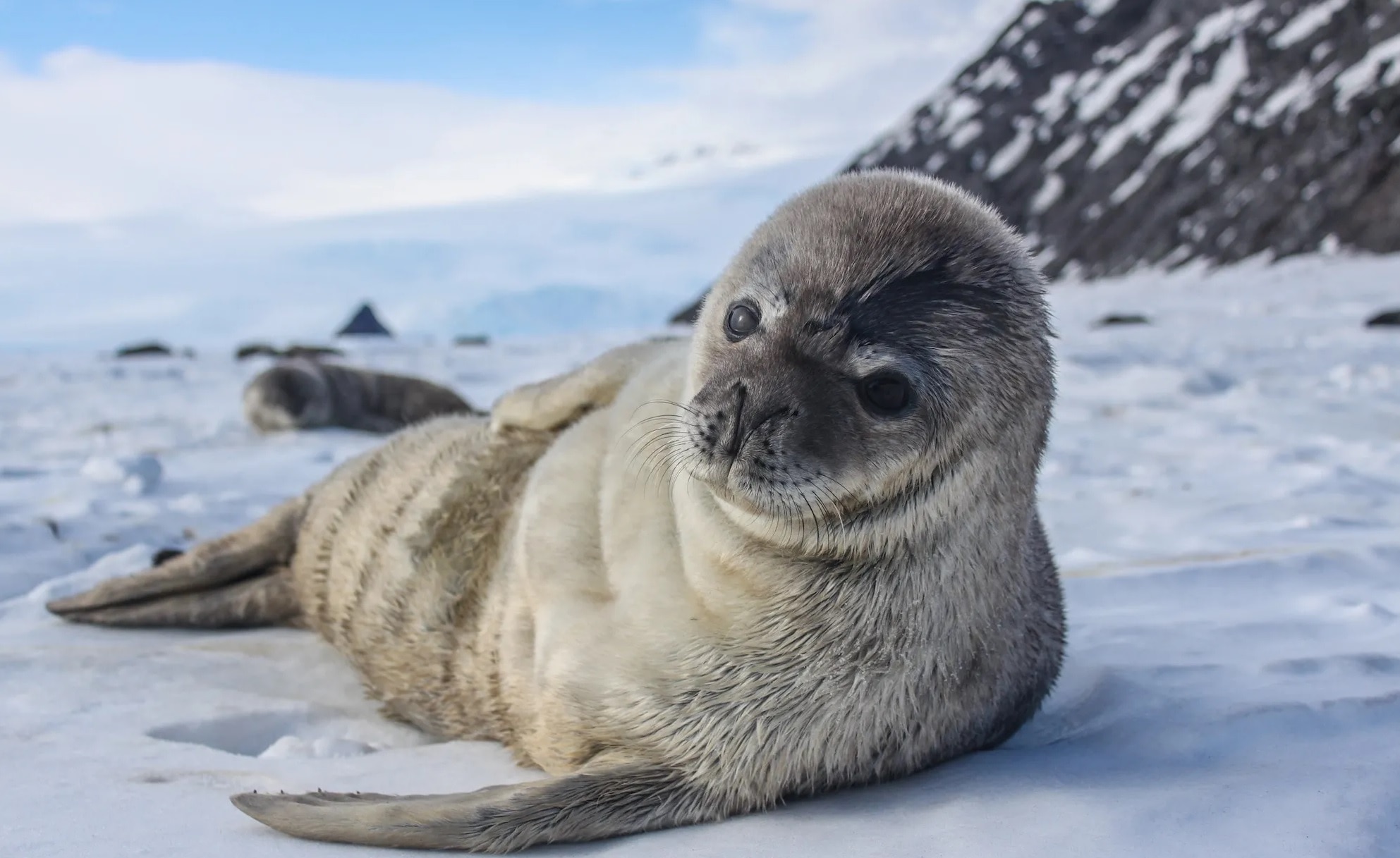 Animals That Can Beat Extreme Cold