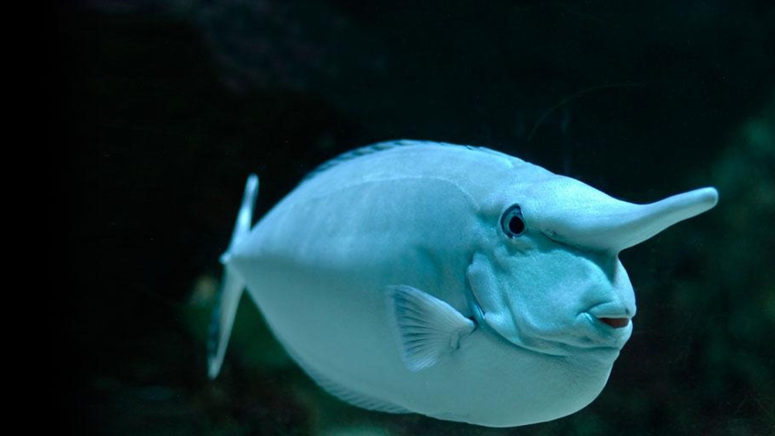Mesmerizing fish with horns