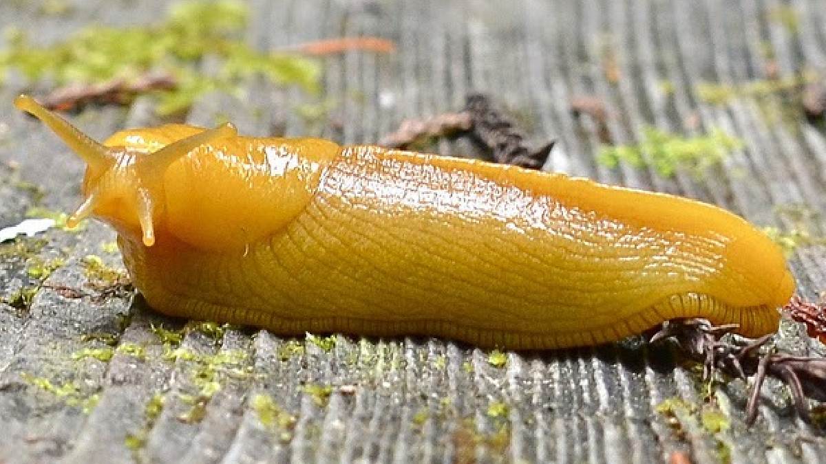 World's Most Stunningly Yellow Animals