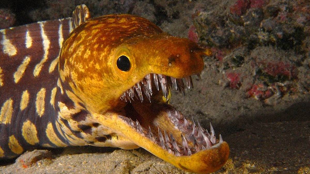World's most poisonous fish that you should never attempt to eat