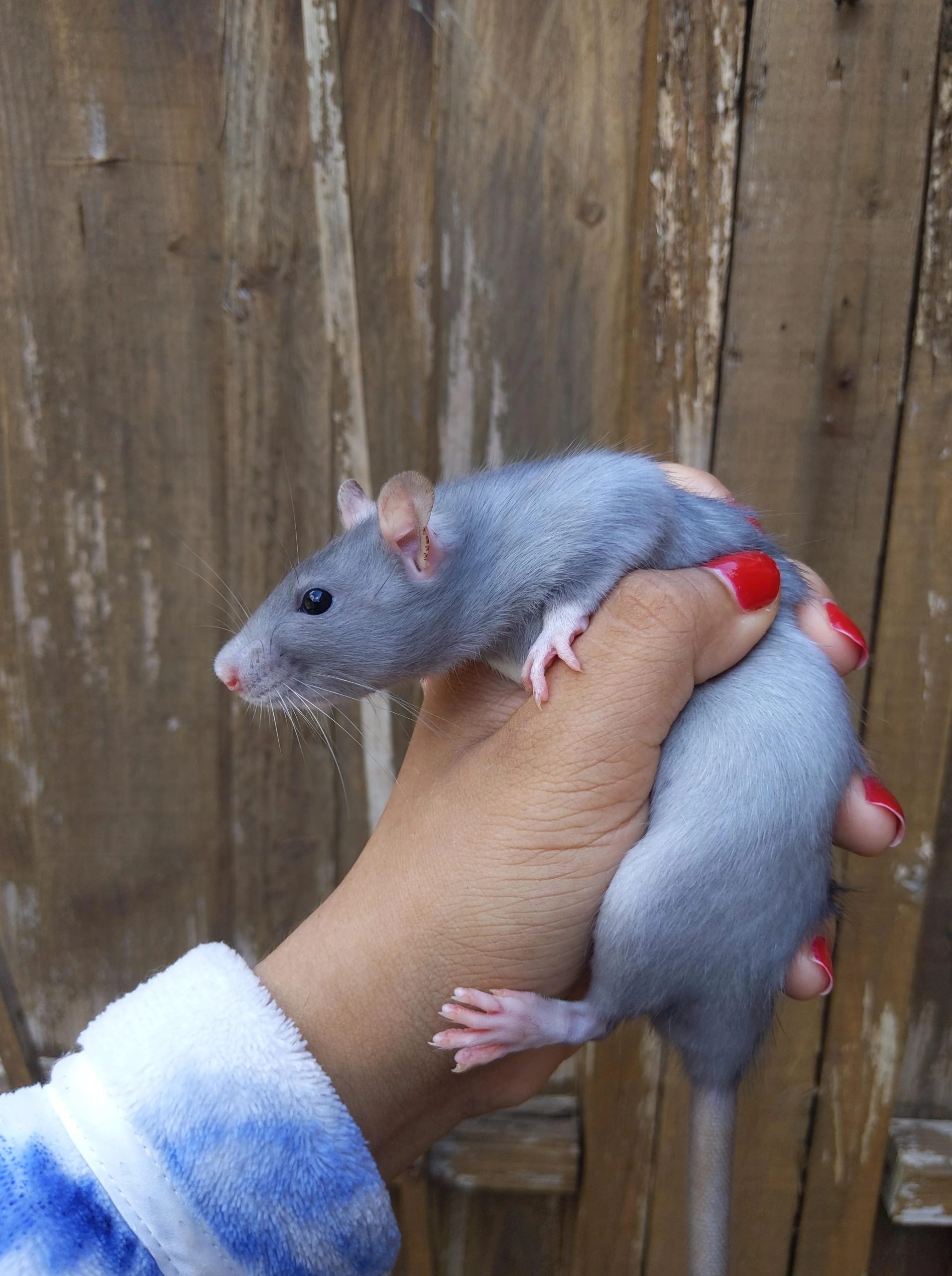 Blue Fancy Rat