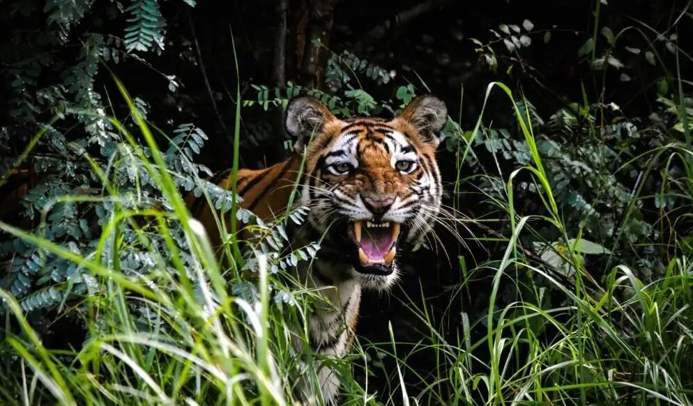 Infamous Tigers That Once Roamed as Man-Eaters