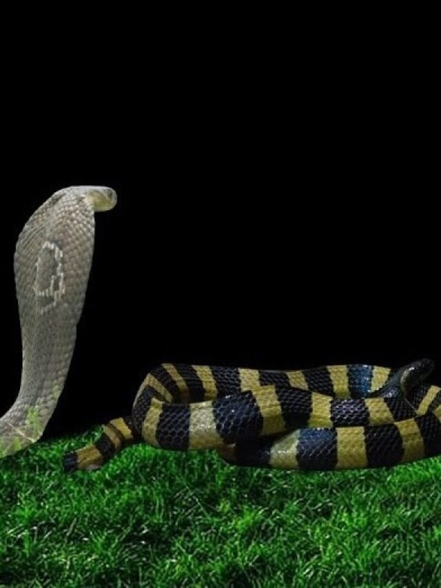 Venomous snakes of Assam