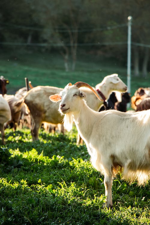 World Goat Day पर बकरियों से जुड़ी अनोखी बातें जानिए! - Know unique ...