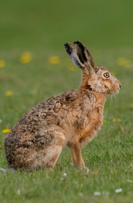 Animals that are often Confused for Another