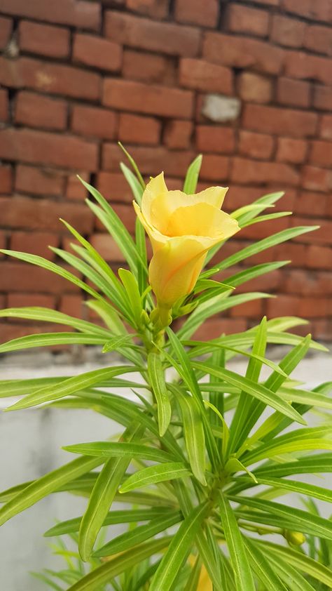 हिंदू धर्म में कनेर के फूल का क्या है महत्व? - What is the importance ...