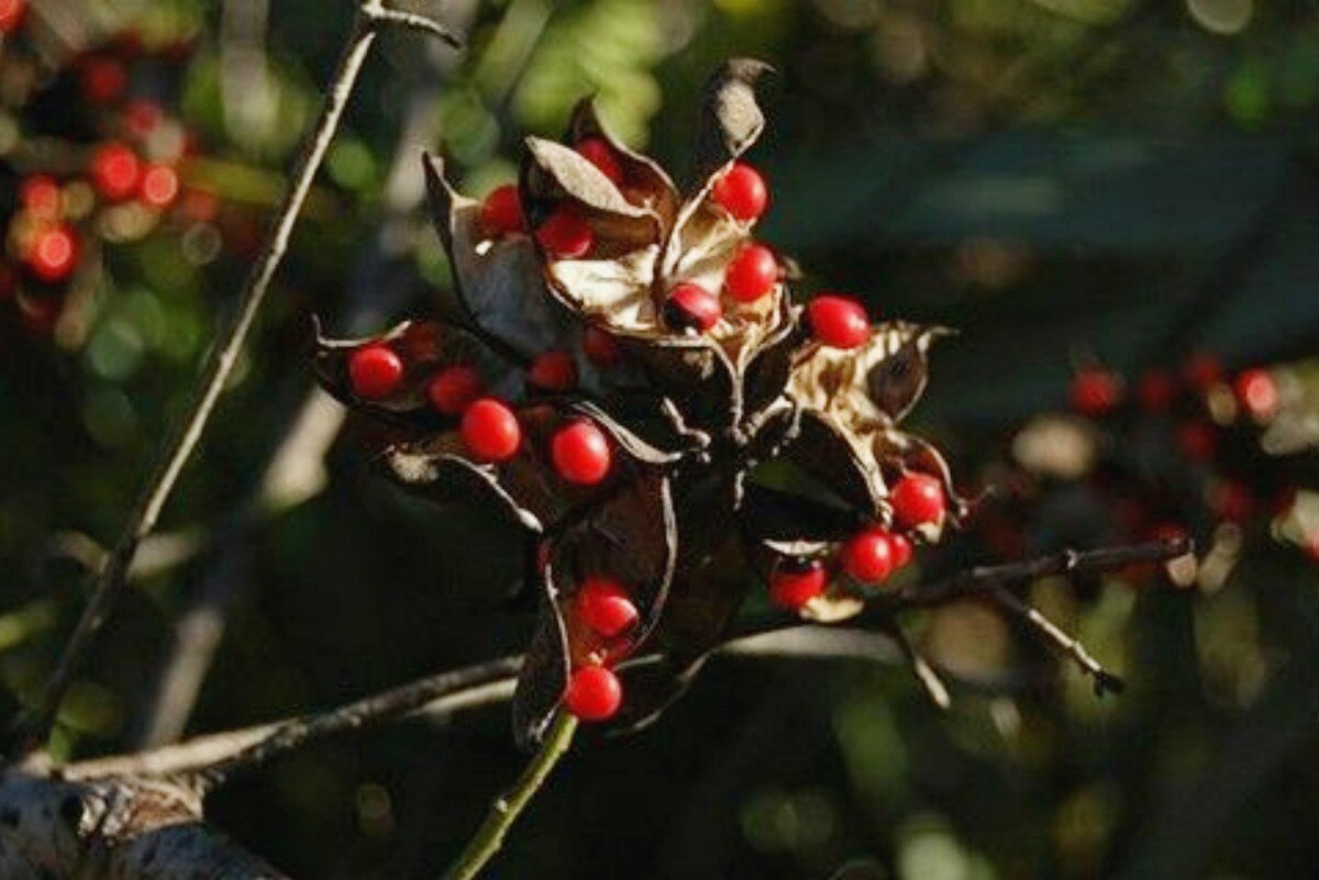Most Poisonous Trees Found in India