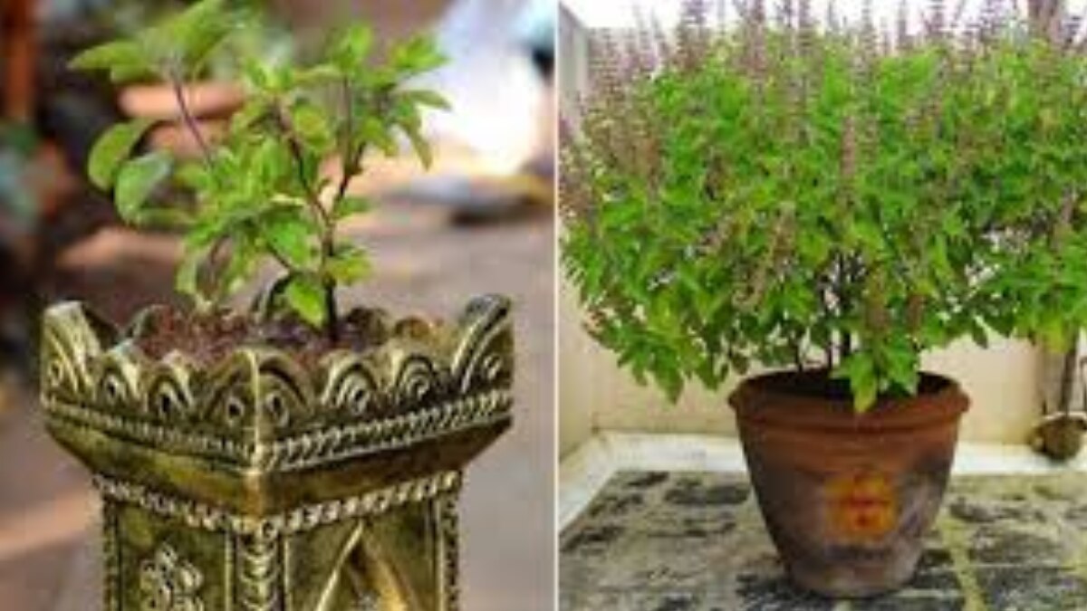 ঘরেই তৈরি করুন এই সার, চনমনে-পাতাবাহার তুলসী গাছ