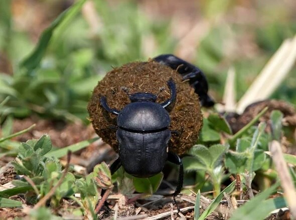 Coprophagy: The Fascinating World of Animals That Eat Feces