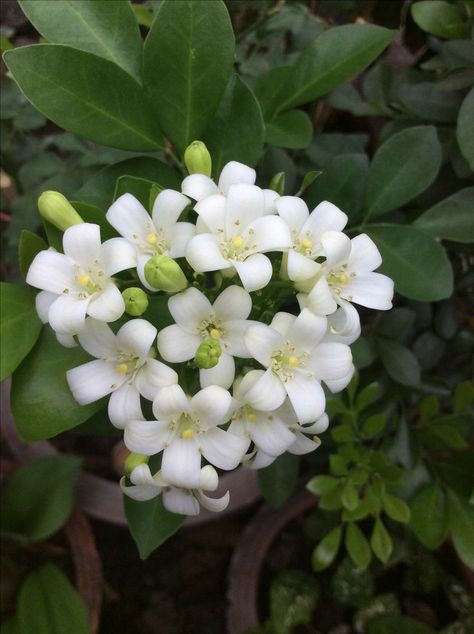 मधुकामिनी के फूल की खुशबू से महक उठेगा गार्डन - Plant beautiful ...