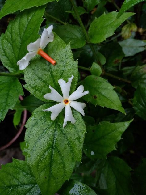 पारिजात के फूल ही नहीं पत्ते भी हैं यूजफुल, ऐसे करें यूज - Not only the ...