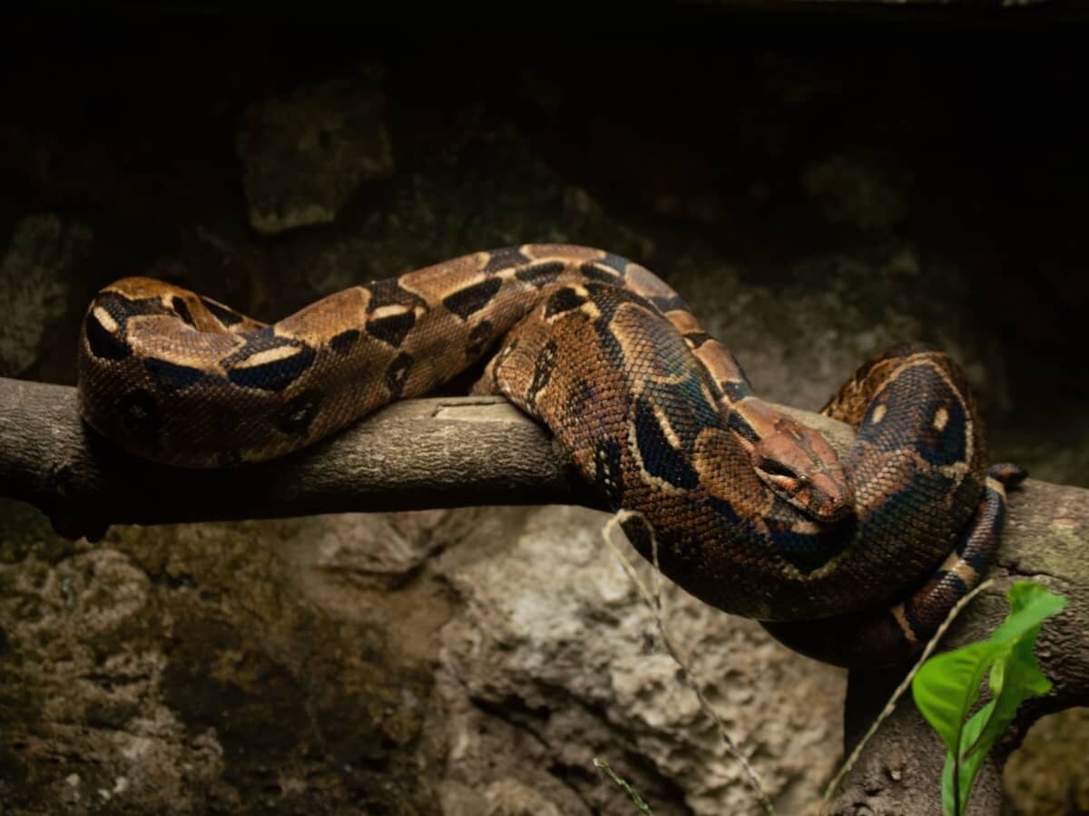 Top 10 Most Dangerous Legal Exotic Pets