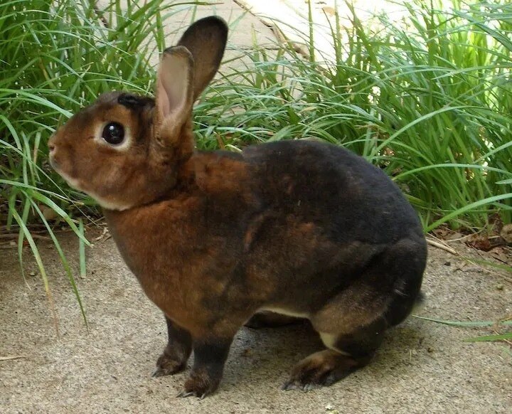 Popular Pet Rabbit Breeds
