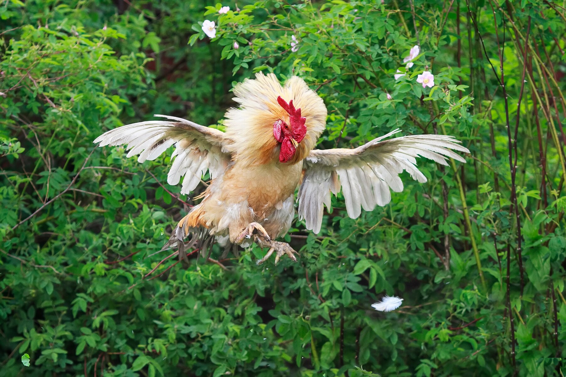 Most Aggressive Rooster Breeds