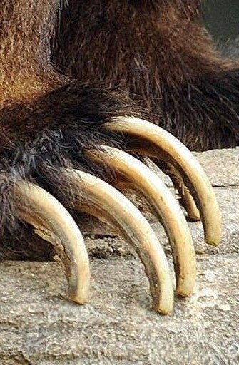 Animals with sharp, long claws