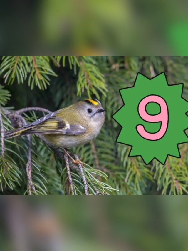 Birds With 9 Letters