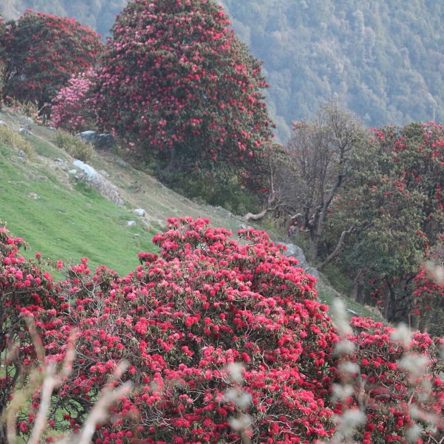 Floral makeover: 5 best Indian flower roads