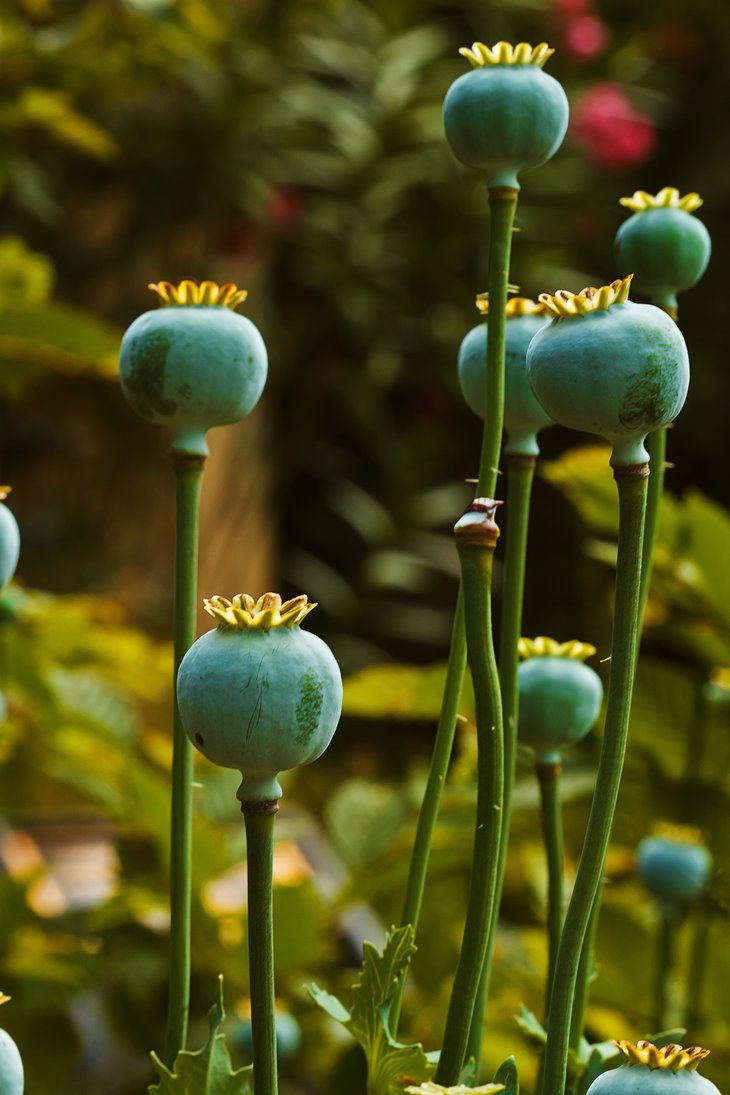 अफीम की खेती के लिए मिलने लगा लायसेंस, जानें किसे मिलेगा? - Licenses ...