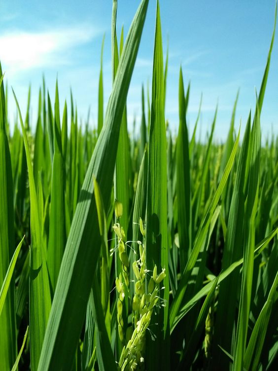 धान की फसल पर नहीं लगेंगे रोग, अपनाएं टिप्स! - Let us now know about ...