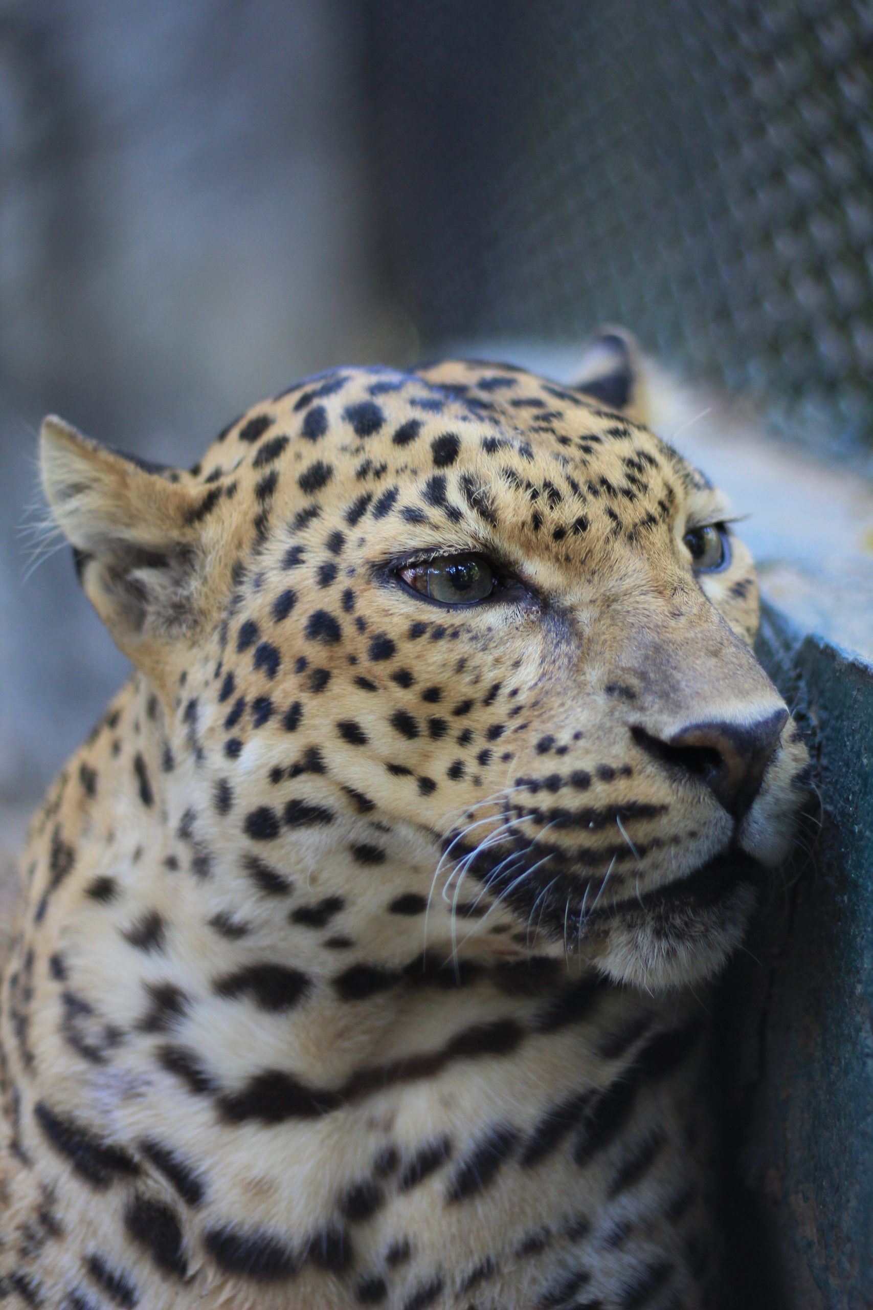 Animals With the Best Long Distance Vision