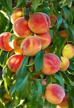 Trees that bear the sweetest Fruits