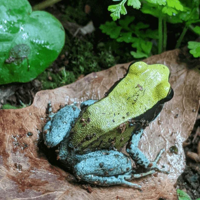Endangered Blue Frogs