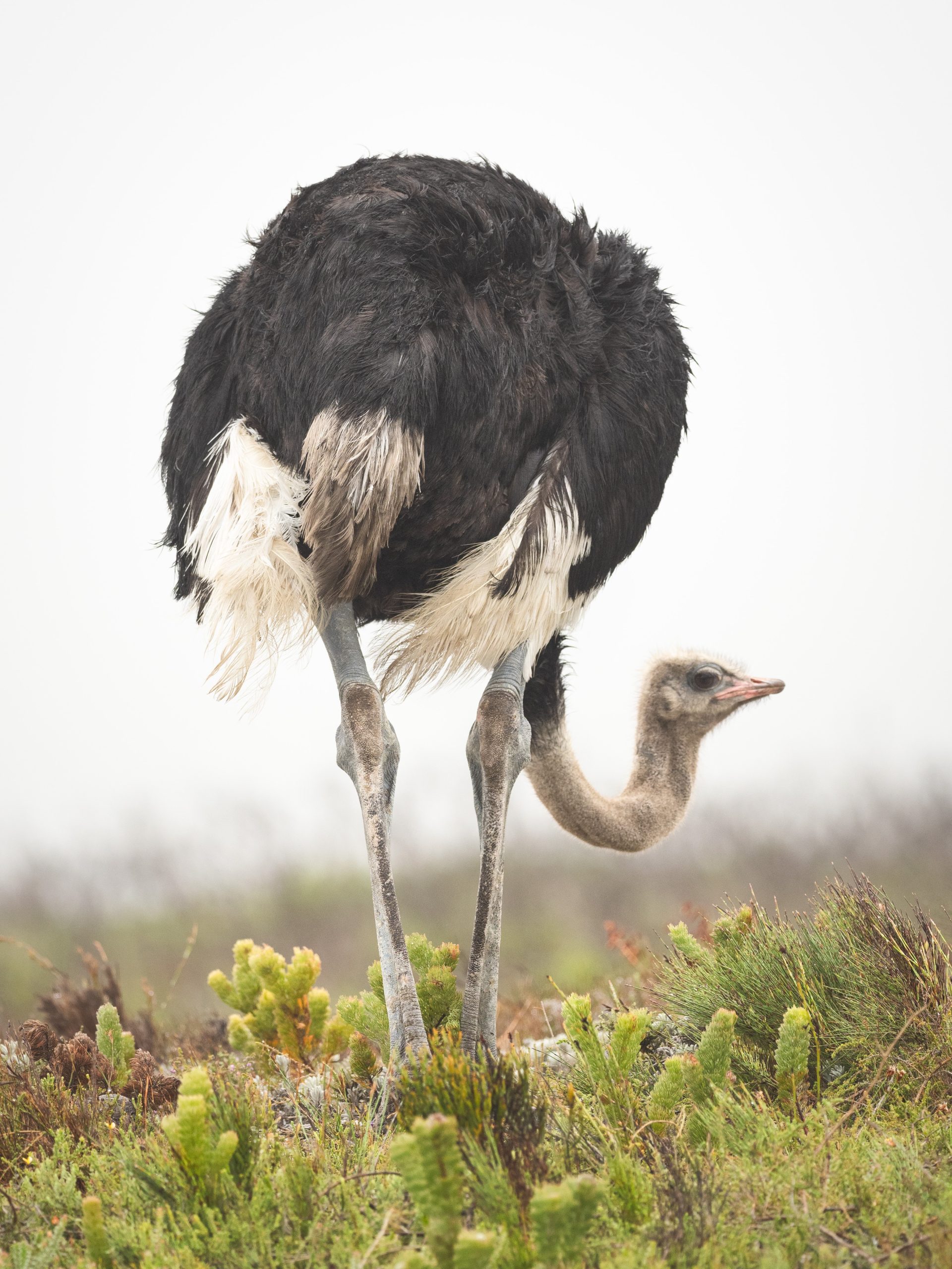 8 Tallest Animals on Earth