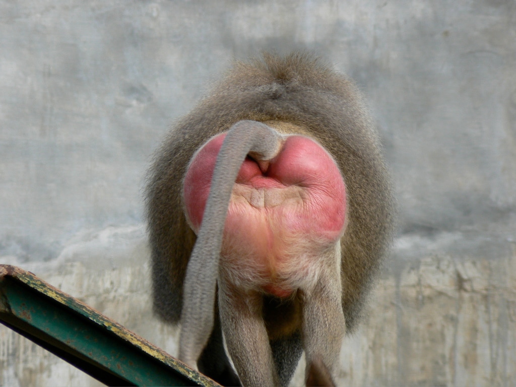 Red Bottom Monkeys Of The World red-bottom-monkeys-of-the-world